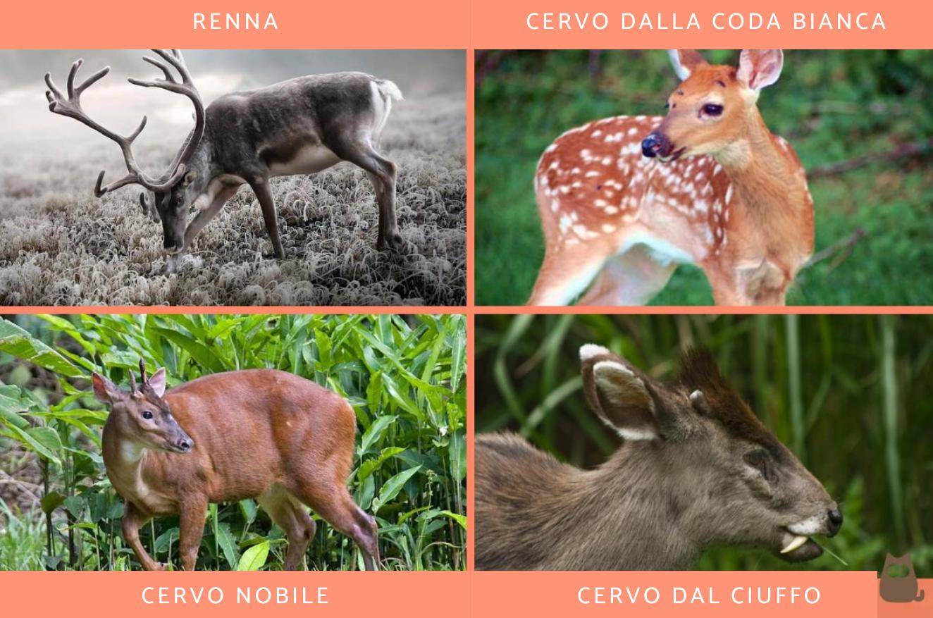 Dove vive il cervo? Scopri il suo habitat!