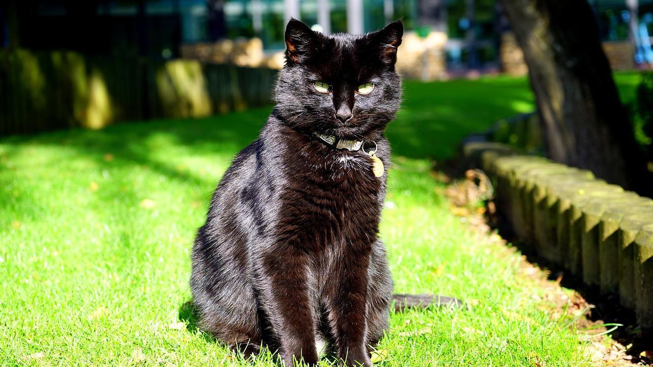 10 cose che piacciono ai gatti