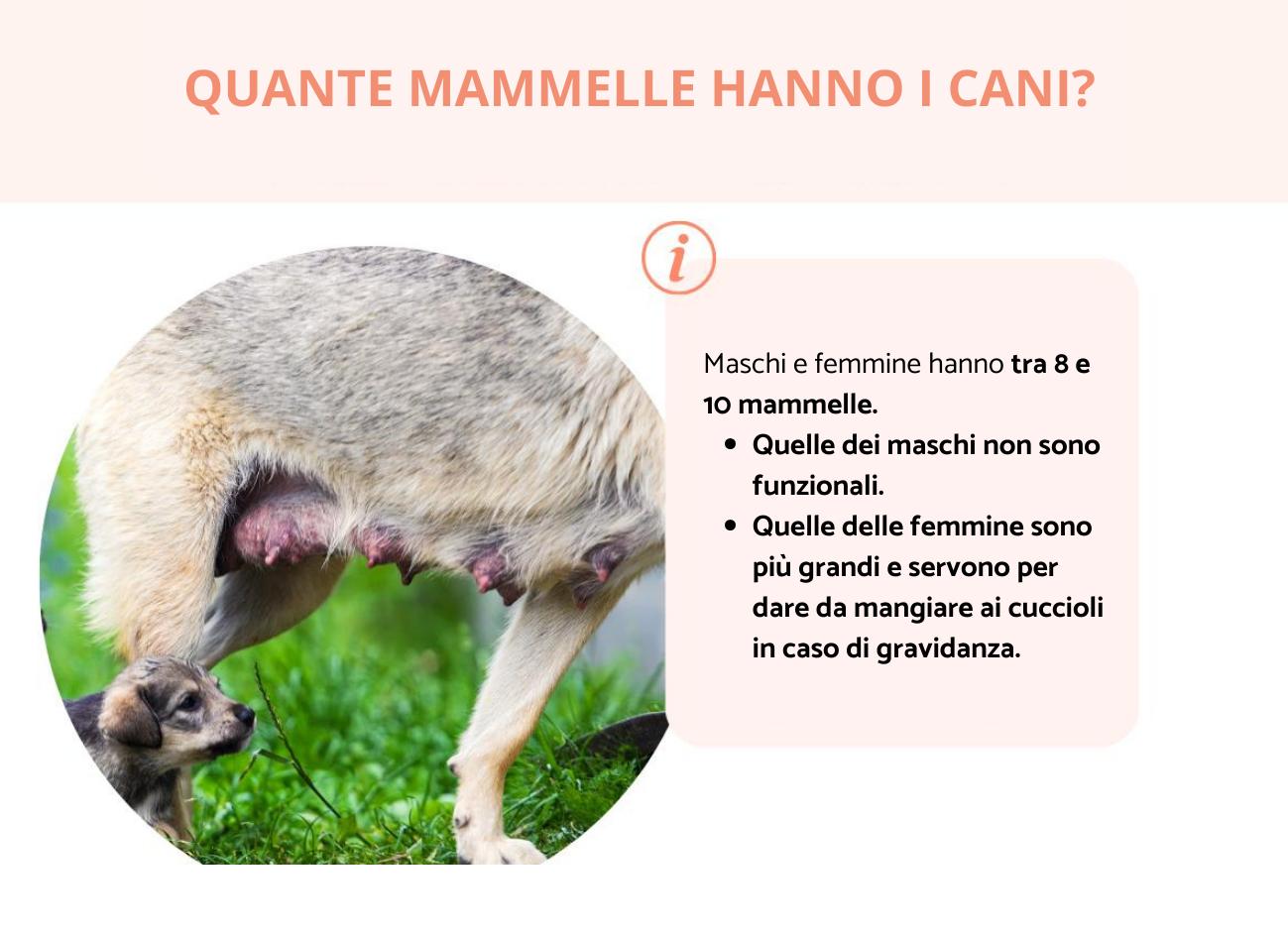 Quante mammelle hanno i cani? - Tra 8 e 10!