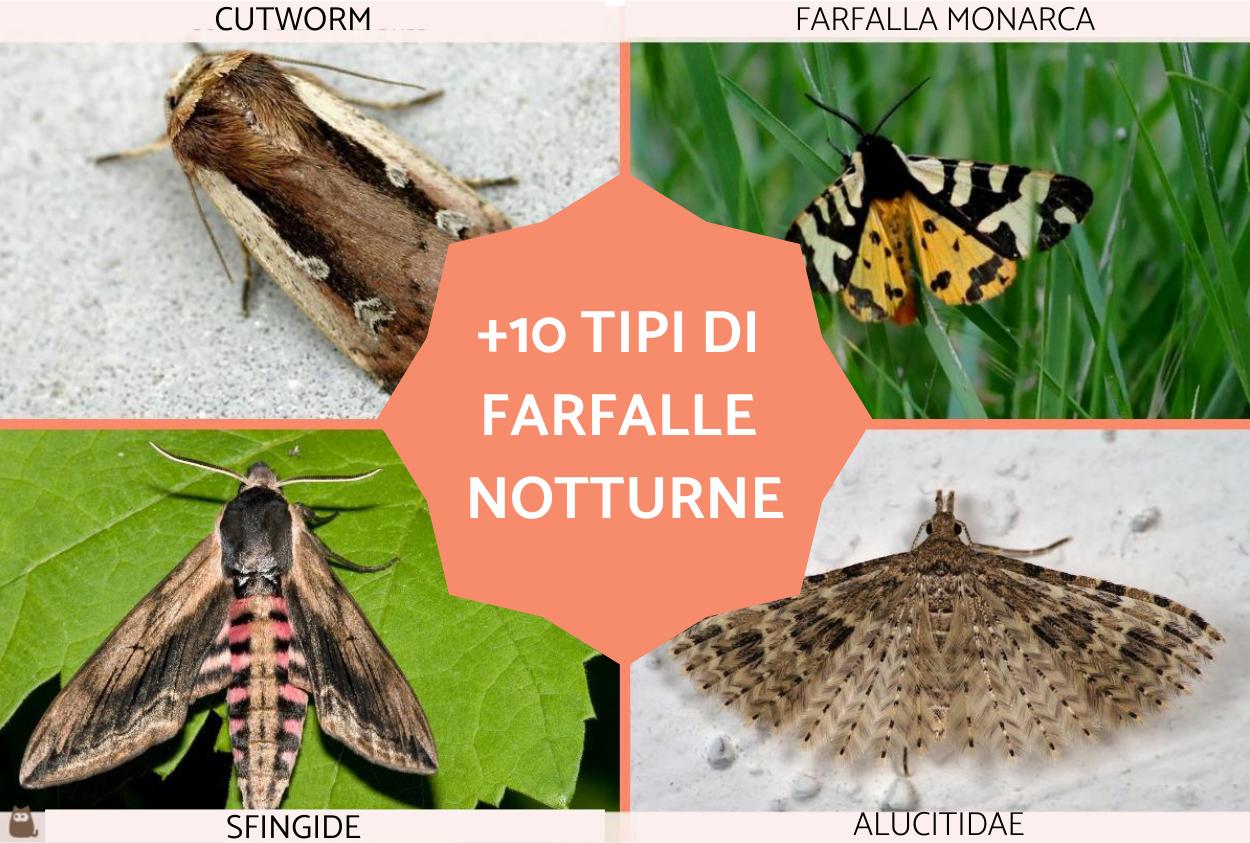 Farfalle notturne: tipi e caratteristiche