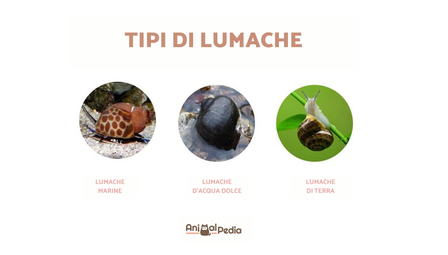 Come si riproducono e nascono le lumache?
