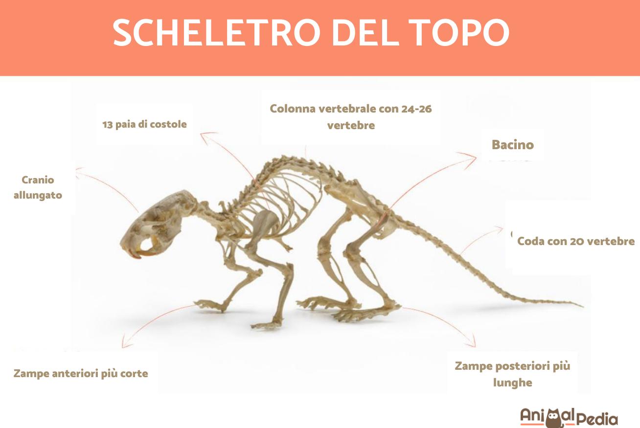 I topi hanno le ossa?