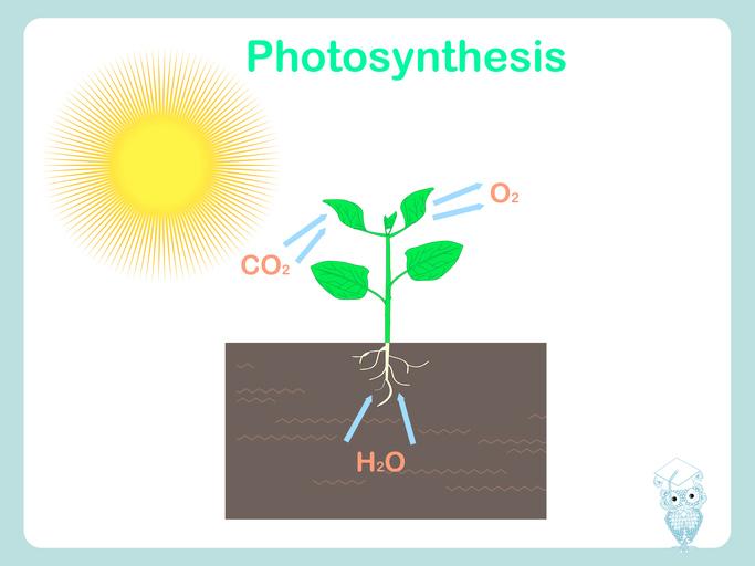 Autotrofi ed eterotrofi - Differenze e caratteristiche