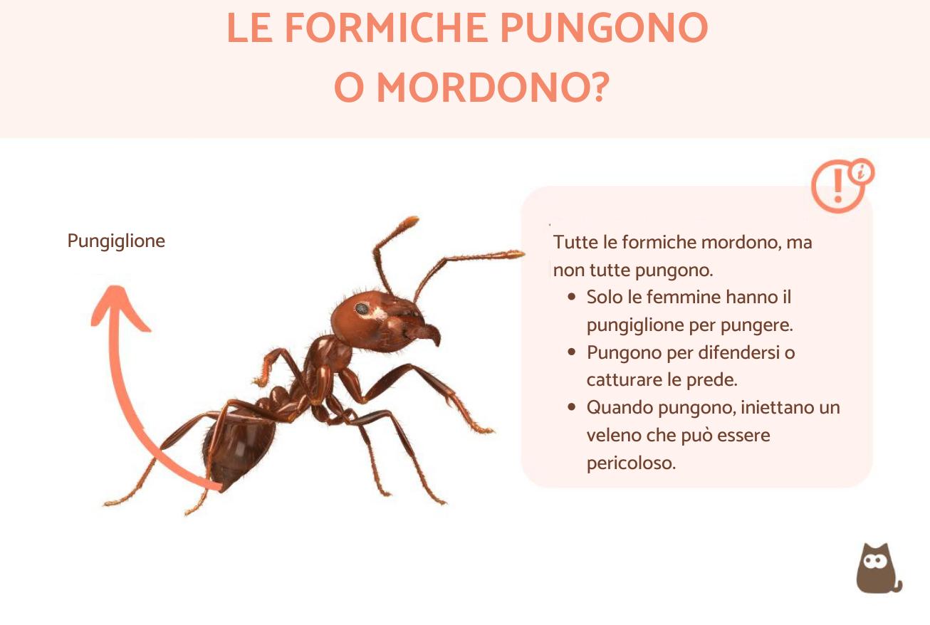 Le formiche mordono? - Elenco delle formiche che pungono (con FOTO)