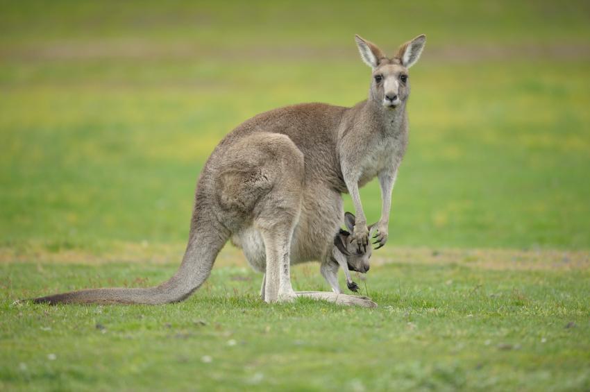 Perché i canguri hanno il marsupio?