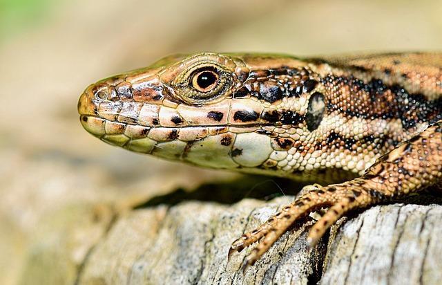 Caratteristiche delle lucertole: Curiosità ed esempi