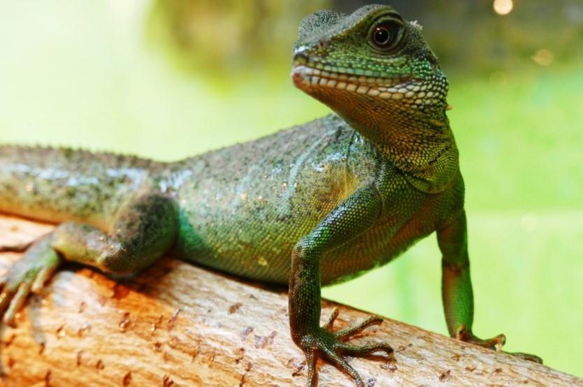 Caratteristiche delle lucertole: Curiosità ed esempi