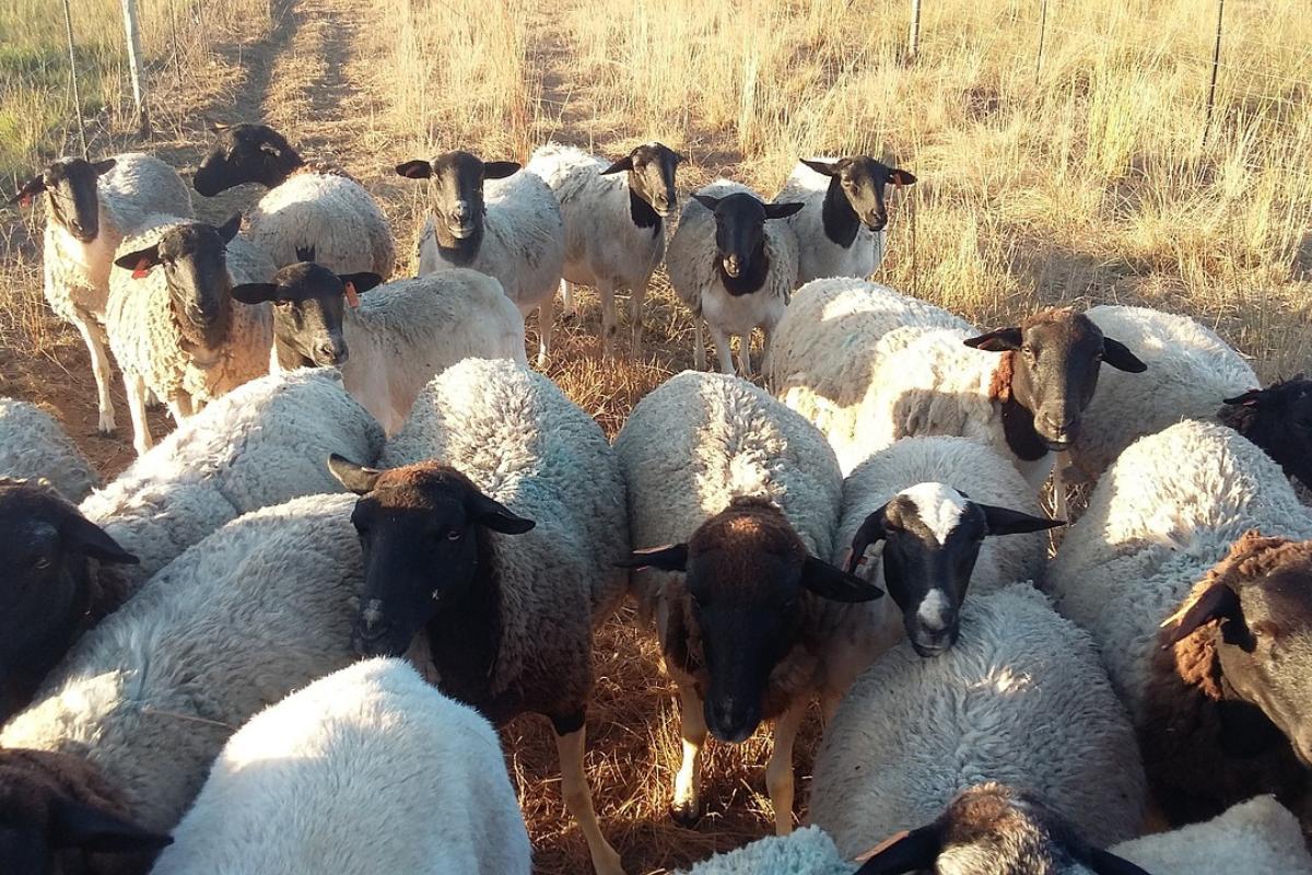 +10 Razze di pecore - con IMMAGINI!