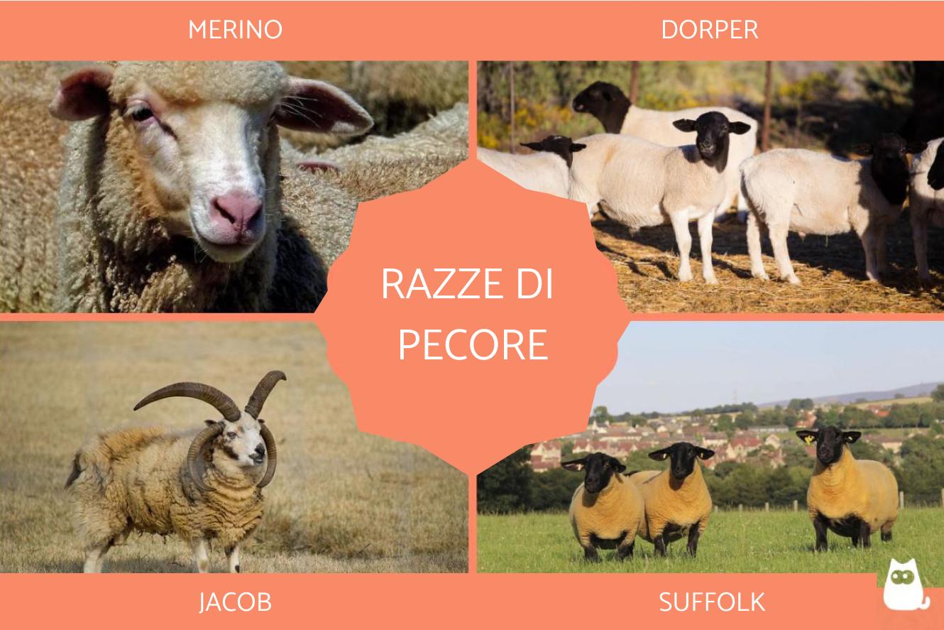 +10 Razze di pecore - con IMMAGINI!