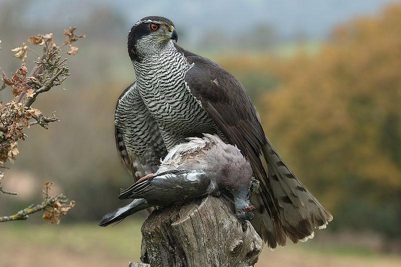Uccelli rapaci diurni: specie rappresentative e caratteristiche