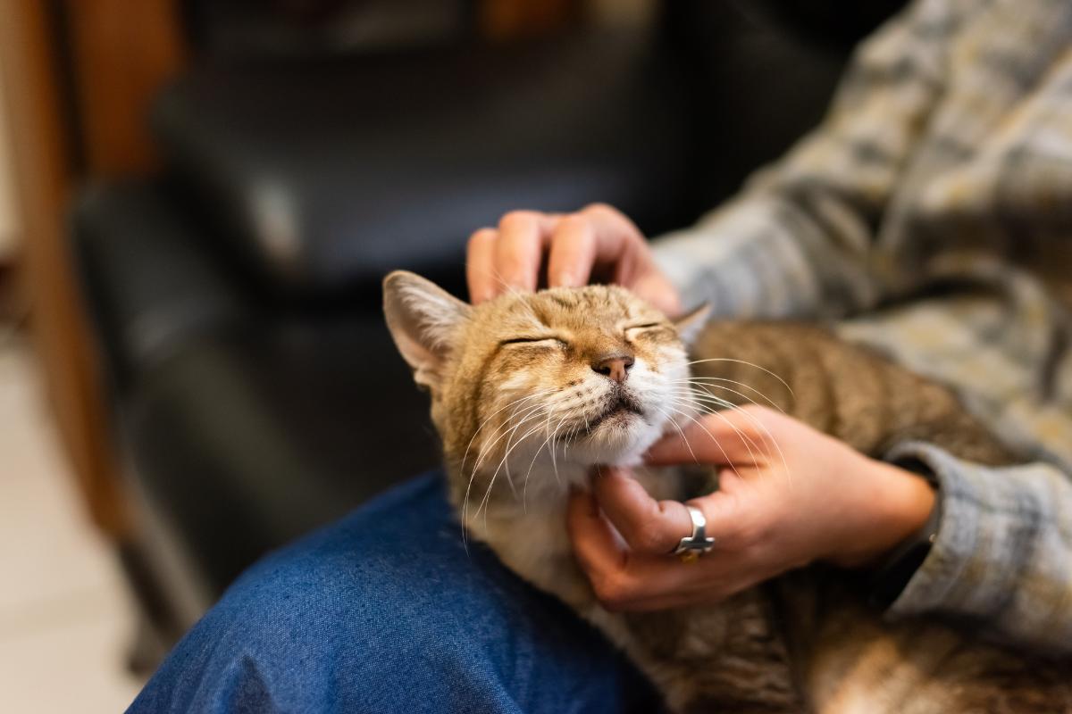 Perché i gatti fanno le fusa quando li accarezzi?