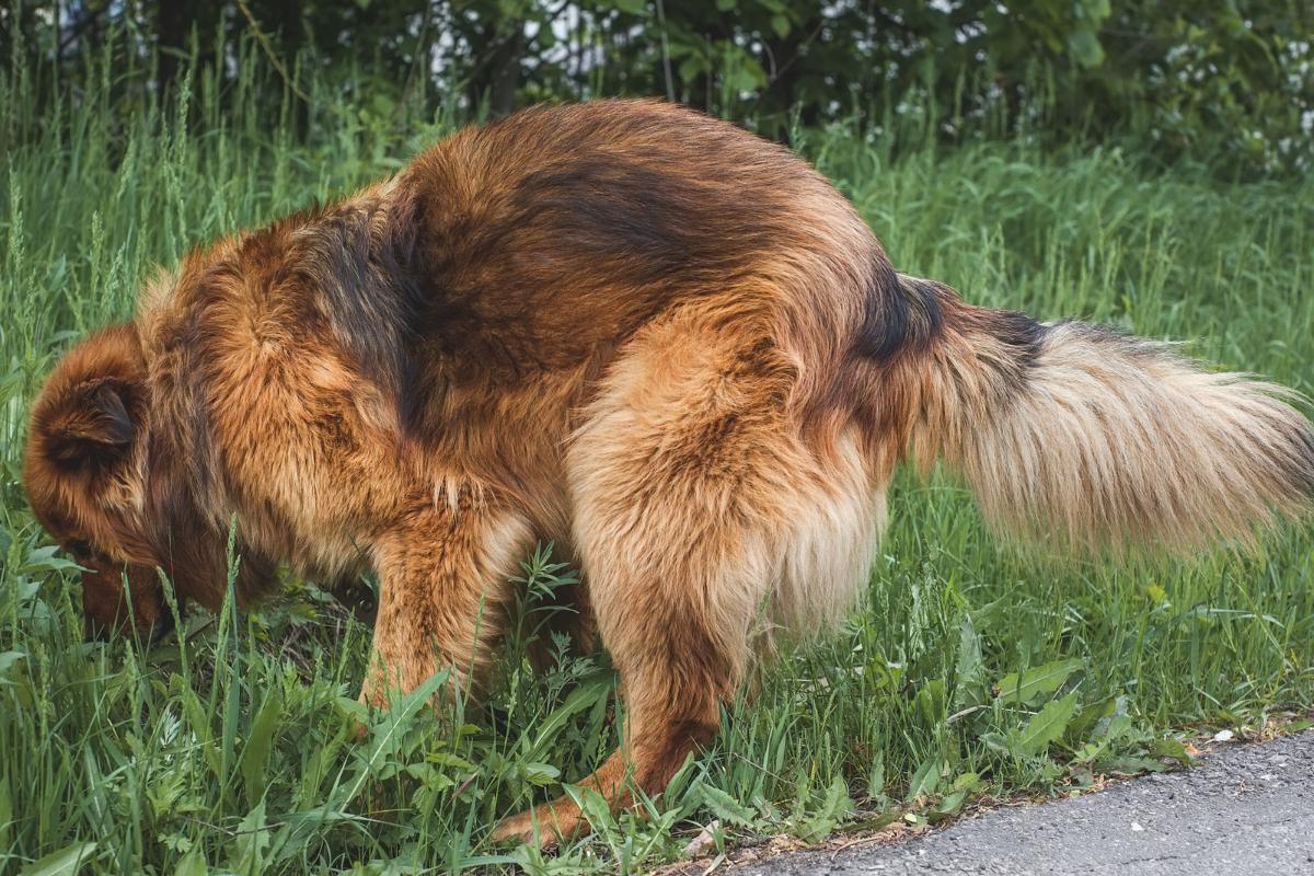 Muco nelle feci del cane - Cause e cura