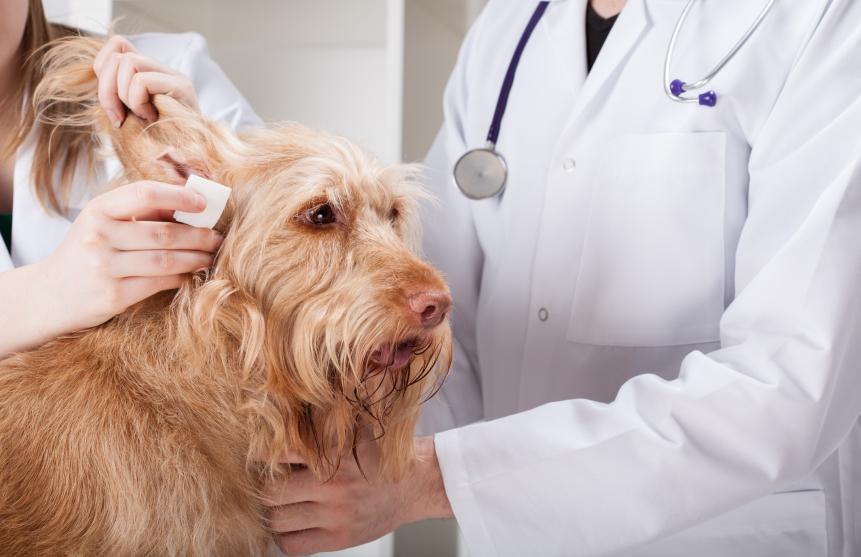 Otite cane: cura, sintomi e cause