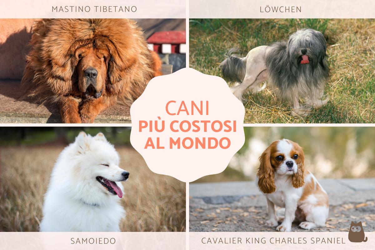 10 Cani più costosi al mondo - Razze con immagini