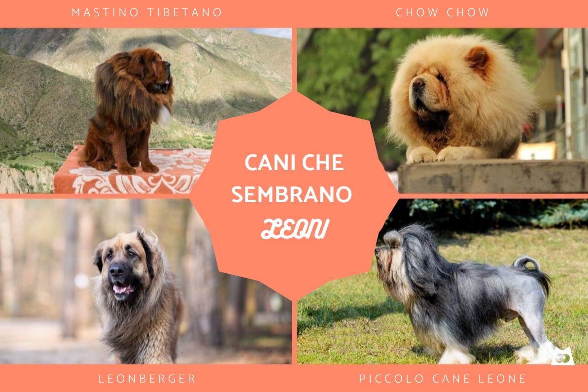 10 Razze di cani che sembrano leoni