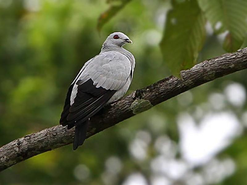 +20 Tipi di PICCIONI selvatici e viaggiatori - Caratteristiche e ...