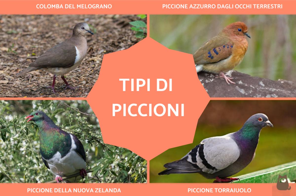 +20 Tipi di PICCIONI selvatici e viaggiatori - Caratteristiche e habitat (con FOTO)