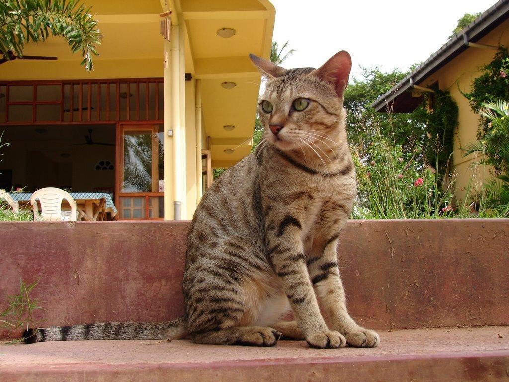 Razze di gatti orientali