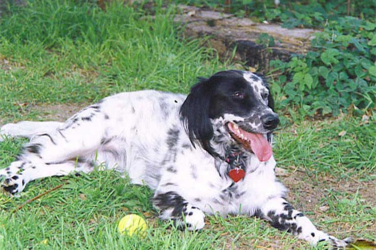 Tipi di Setter - Razze, Caratteristiche ed IMMAGINI