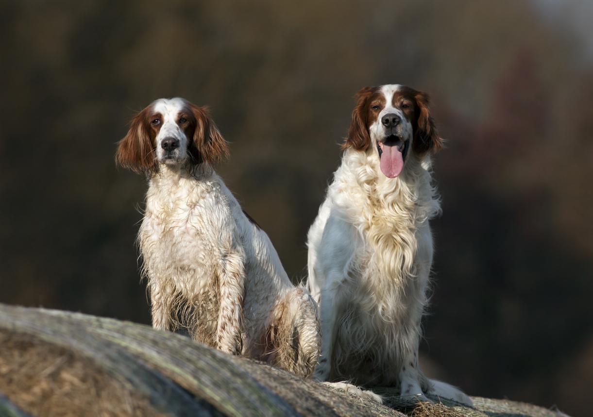 Tipi di Setter - Razze, Caratteristiche ed IMMAGINI