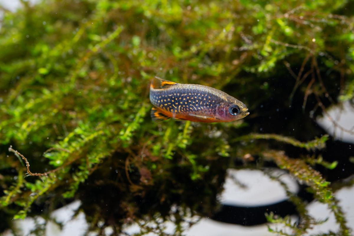 Pesci onnivori - Quali sono e lista con esempi