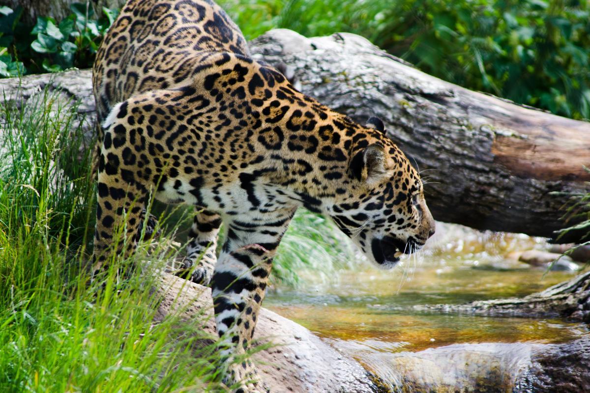 Dove vive la pantera e qual è il suo habitat? - Tutto su questo felino