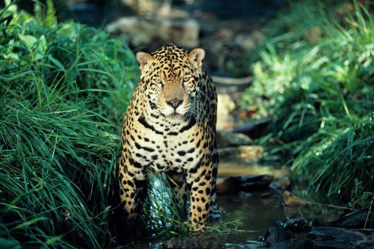 Dove vive la pantera e qual è il suo habitat? - Tutto su questo felino