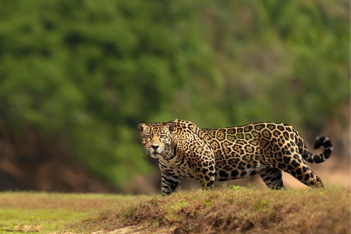 Dove vive la pantera e qual è il suo habitat? - Tutto su questo felino
