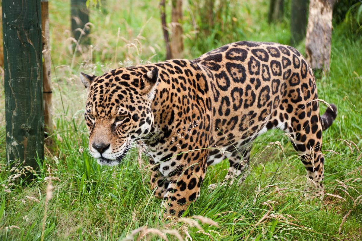 Dove vive la pantera e qual è il suo habitat? - Tutto su questo felino