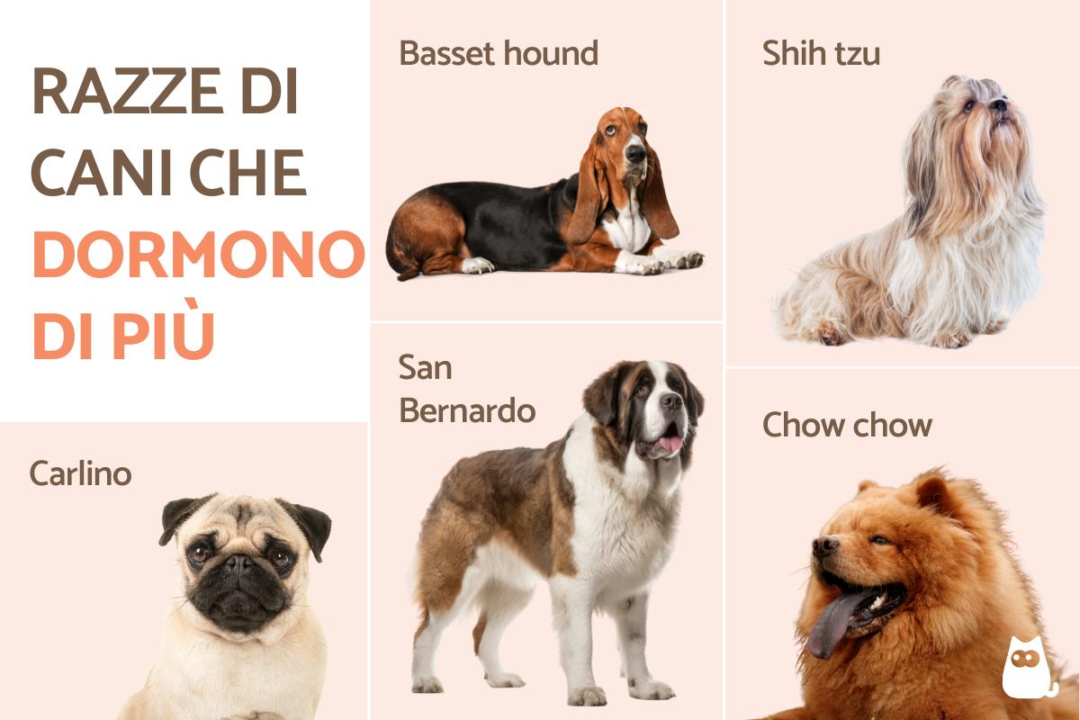 Qual è la razza di cane che dorme sempre?