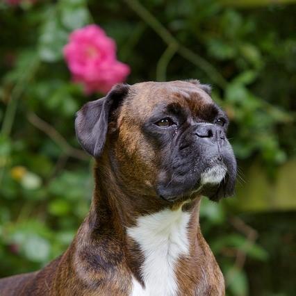 Quanto vive in media un cane Boxer?