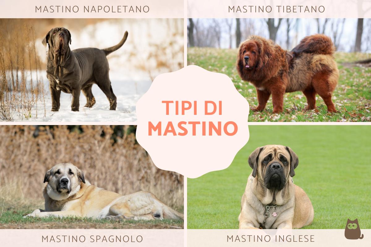 Tipi di mastino - Tutti i cani mastino con immagini