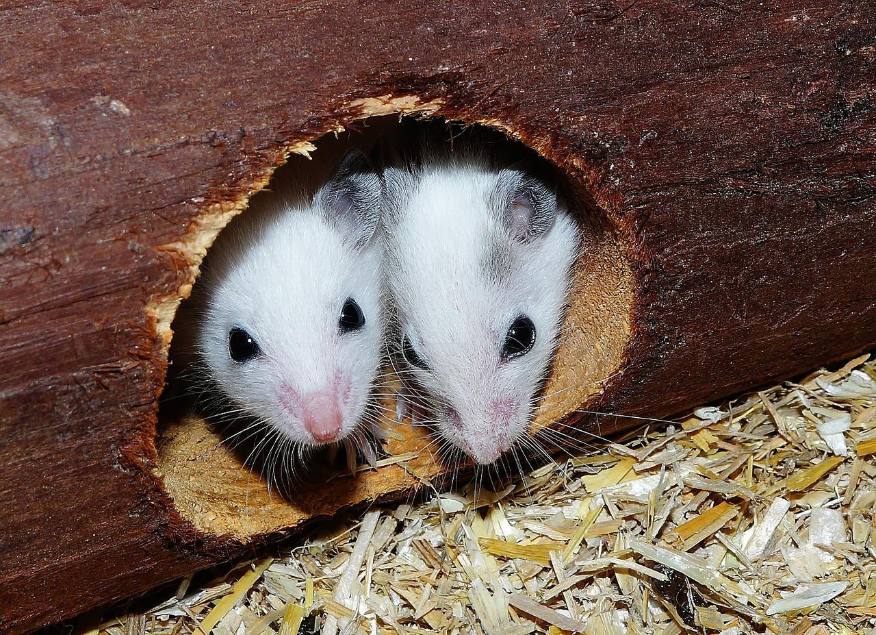 Differenza tra topo e ratto: Caratteristiche e curiosità Differenza tra topo e ratto: Caratteristiche e curiosità