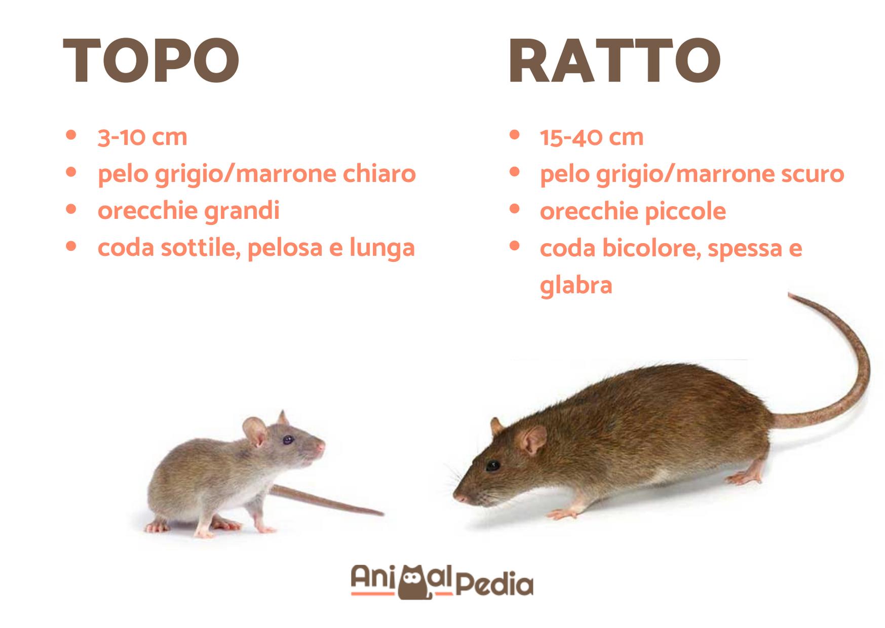 Differenza tra topo e ratto: Caratteristiche e curiosità Differenza tra topo e ratto: Caratteristiche e curiosità