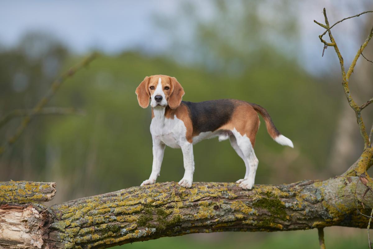 +16 migliori cani da appartamento - Foto!