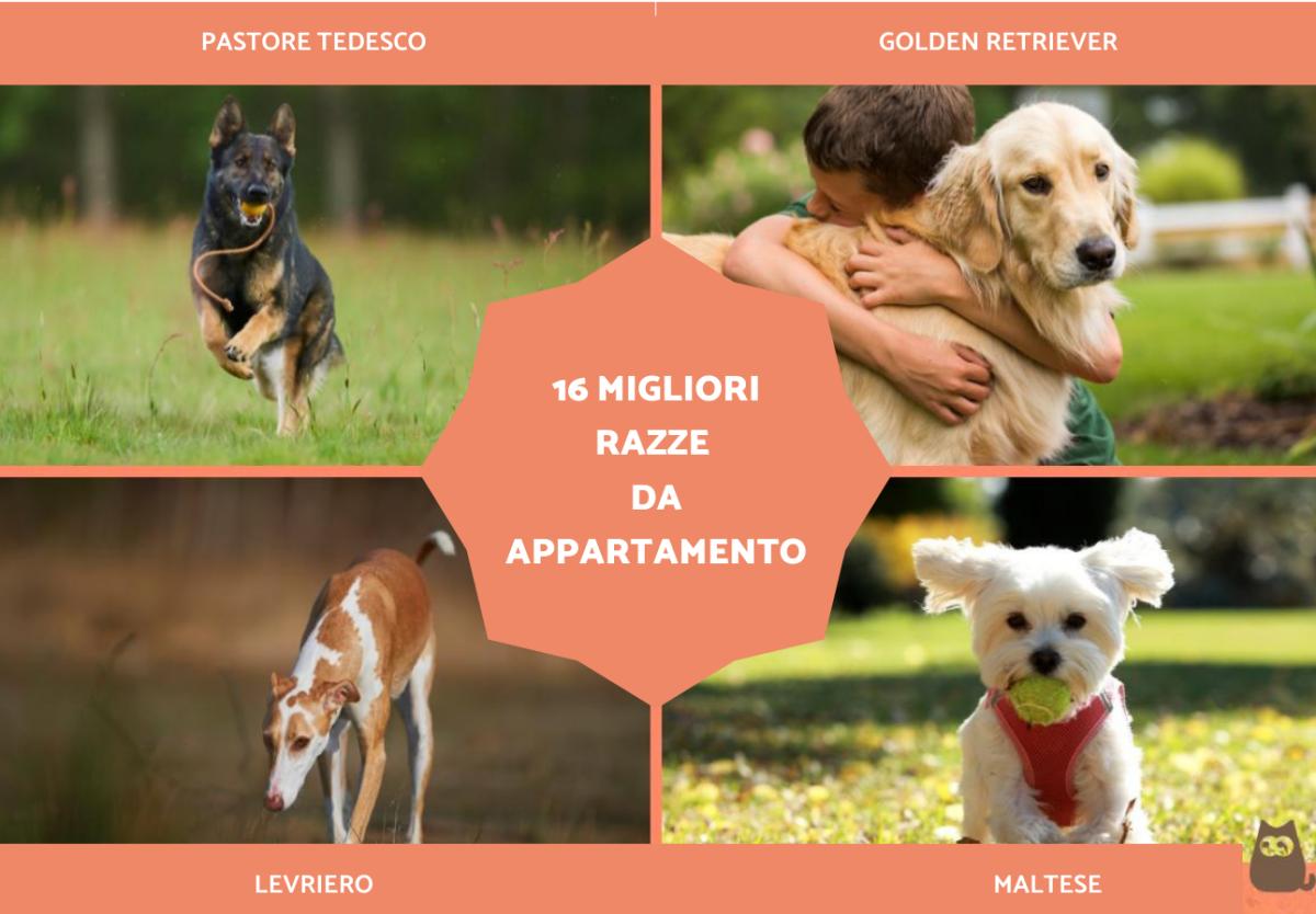 +16 migliori cani da appartamento - Foto!