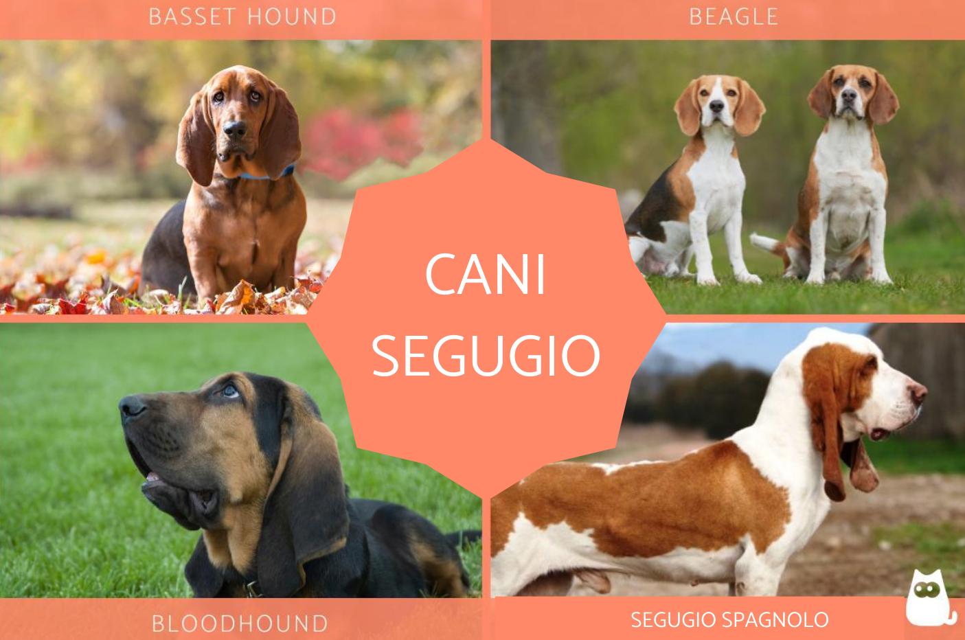 +15 Cani segugio: razze e caratteristiche - con IMMAGINI!