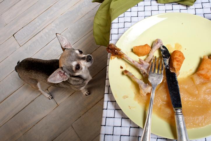 Cibi che possono mangiare i cani