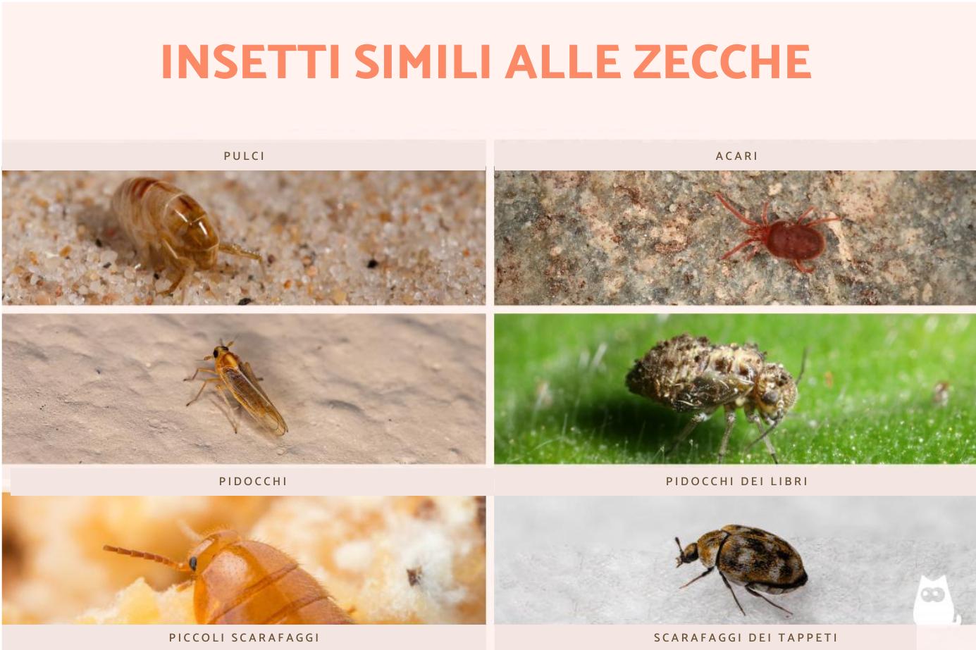Insetti simili alle zecche - Nomi e foto!