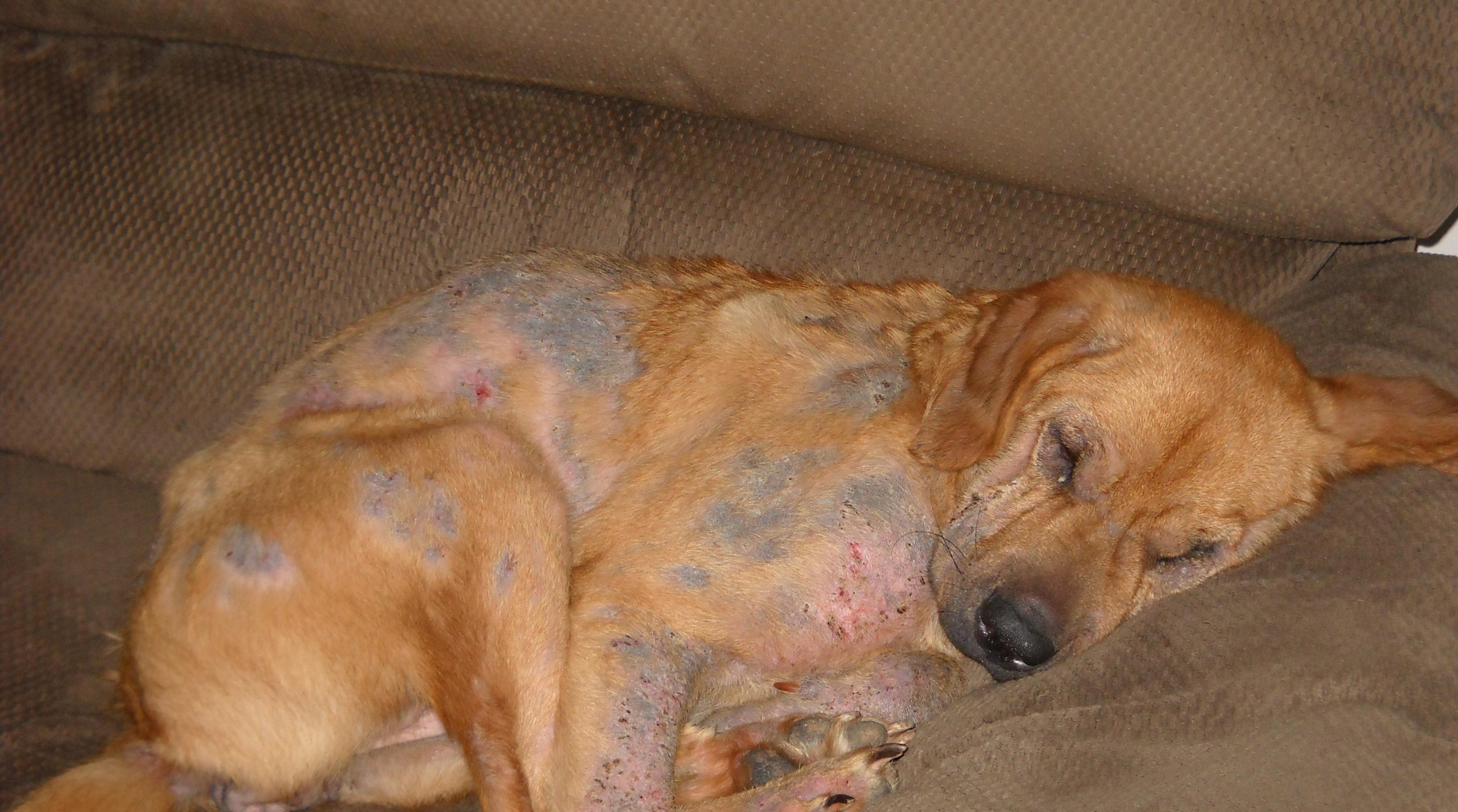 Rogna rossa o demodettica del cane - Cos'è,sintomi e cure