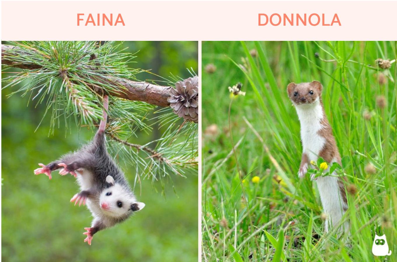 Donnola e faina: quali sono le differenze? - Eccole!