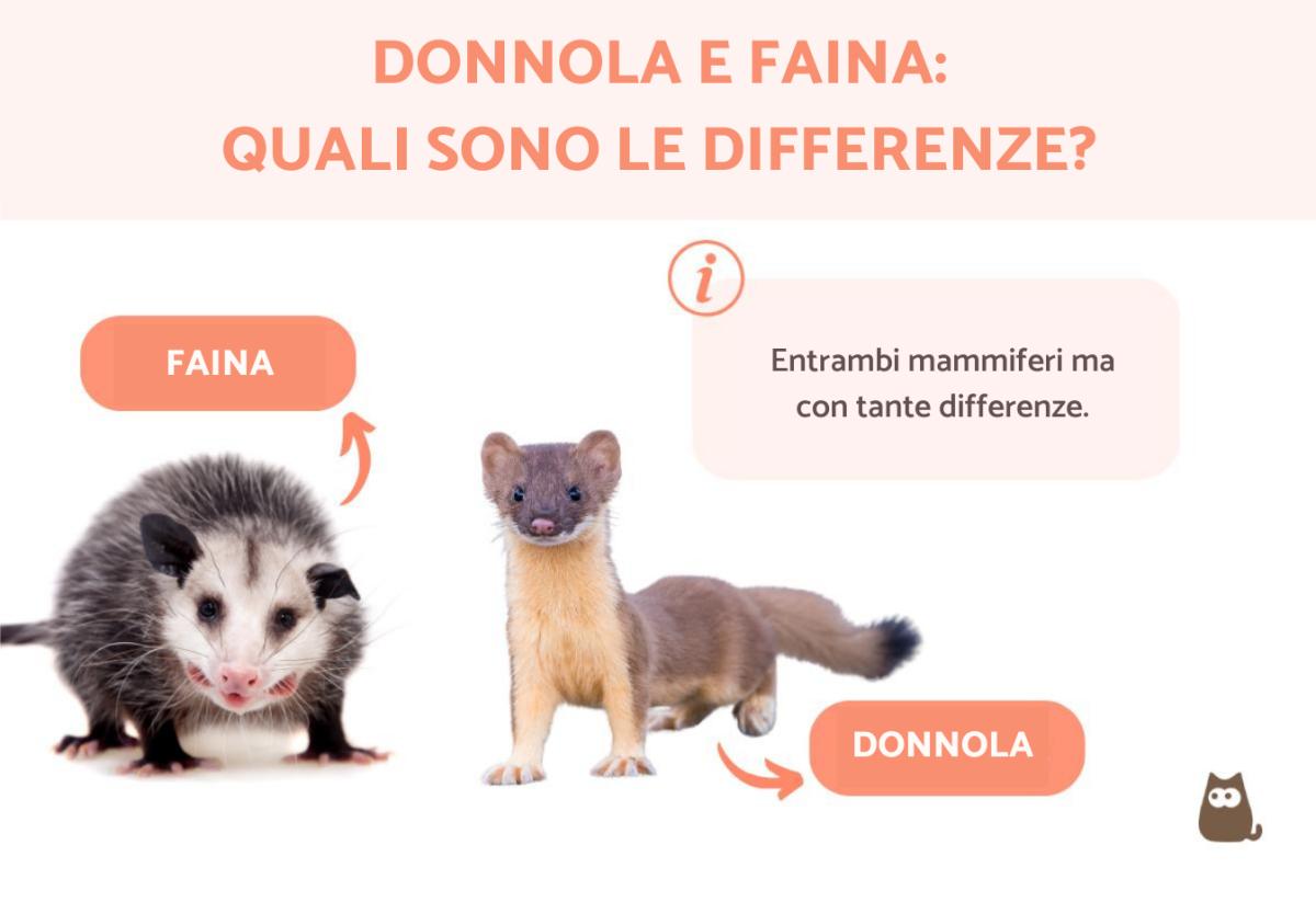 Donnola e faina: quali sono le differenze? - Eccole!