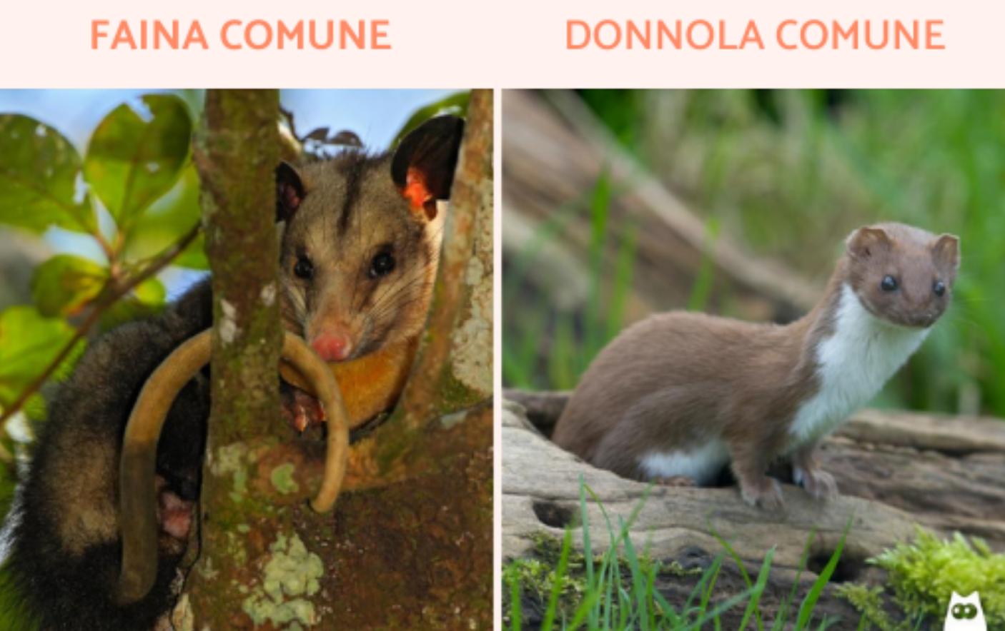 Donnola e faina: quali sono le differenze? - Eccole!