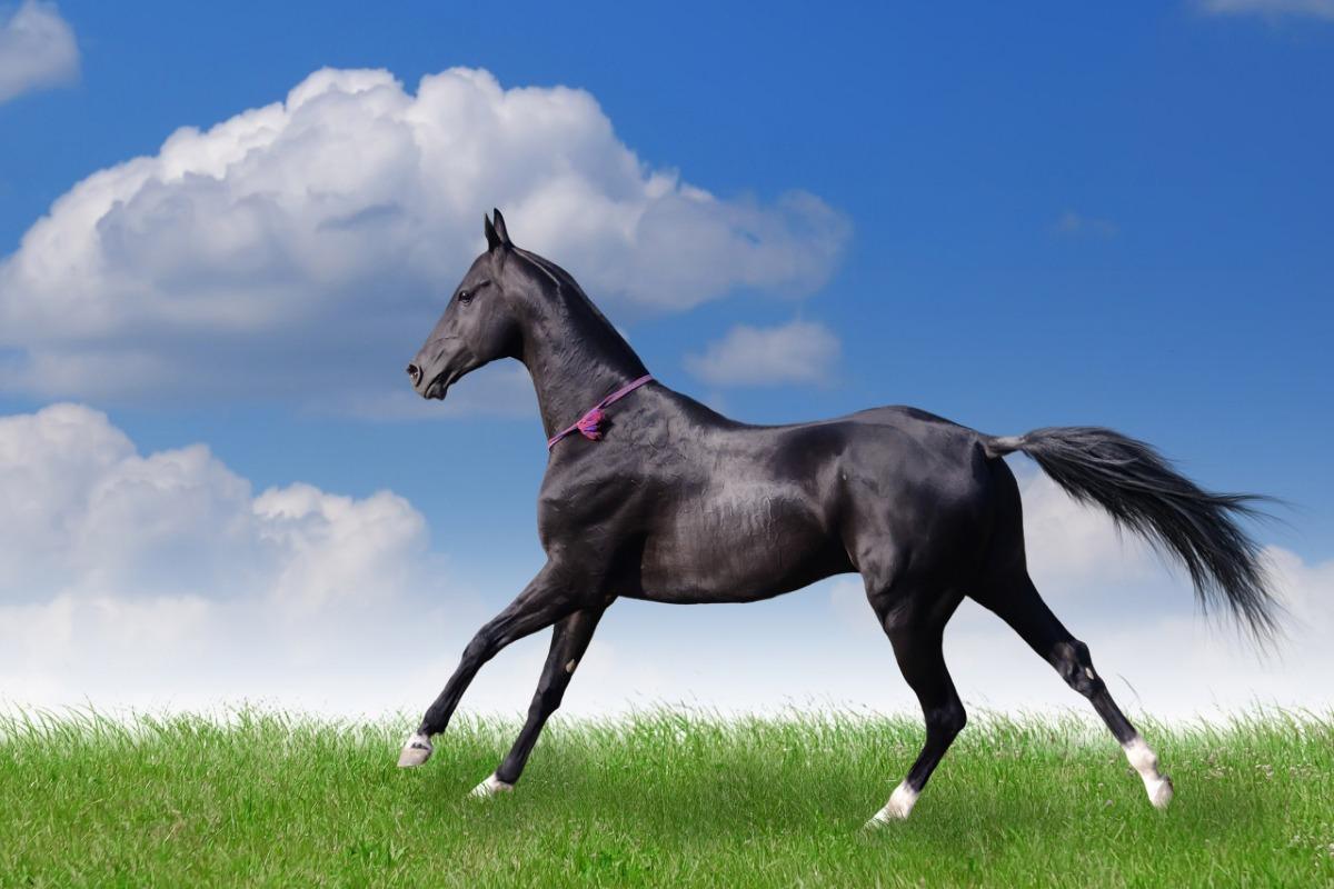 TOP 10 Cavalli più BELLI del mondo