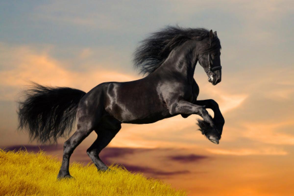 TOP 10 Cavalli più BELLI del mondo
