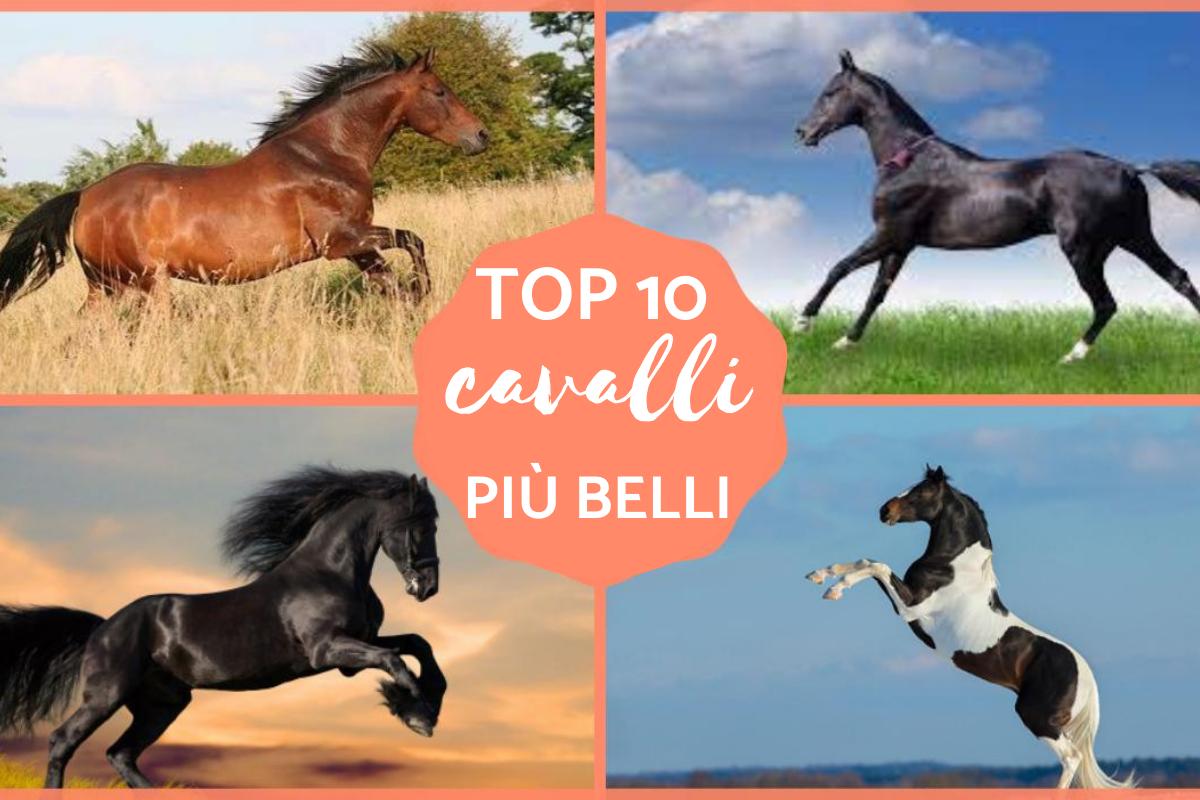 TOP 10 Cavalli più BELLI del mondo