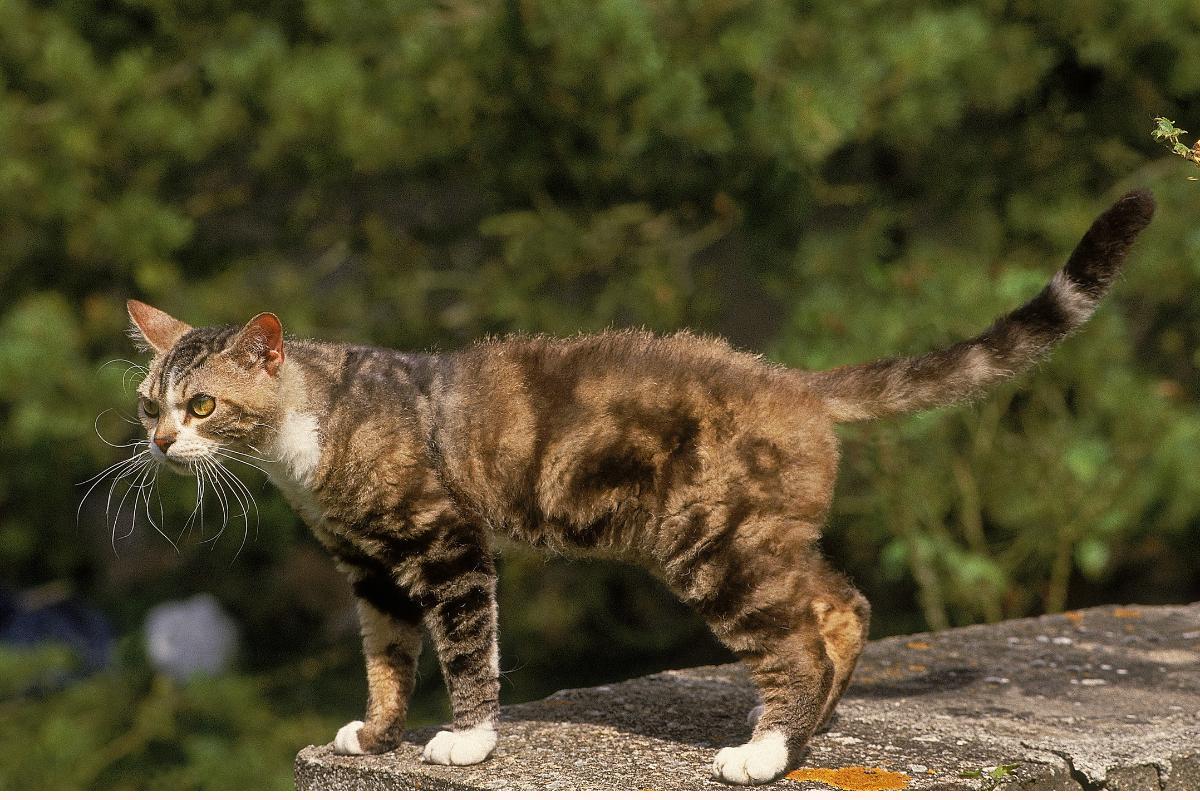 9 razze di gatti con il pelo riccio (con FOTO)