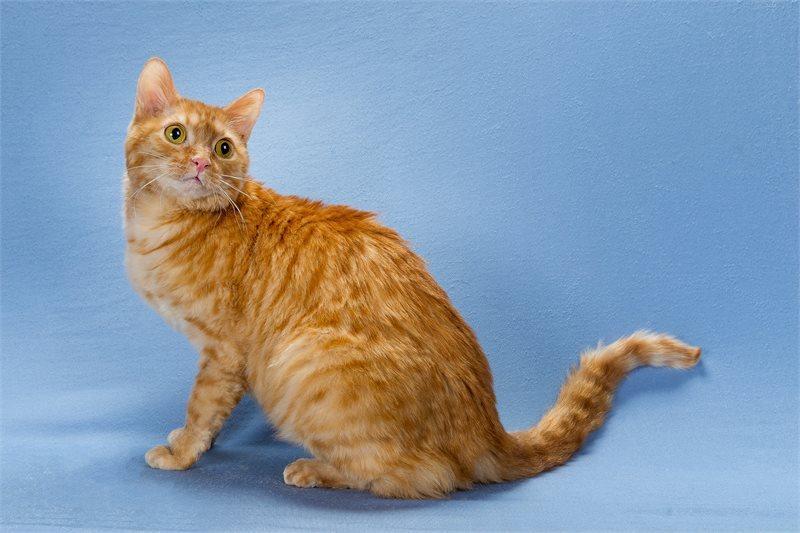 9 razze di gatti con il pelo riccio (con FOTO)