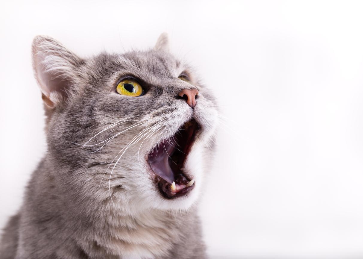 Le cose che fanno diventare pazzo il gatto