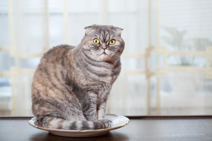 Le cose che fanno diventare pazzo il gatto